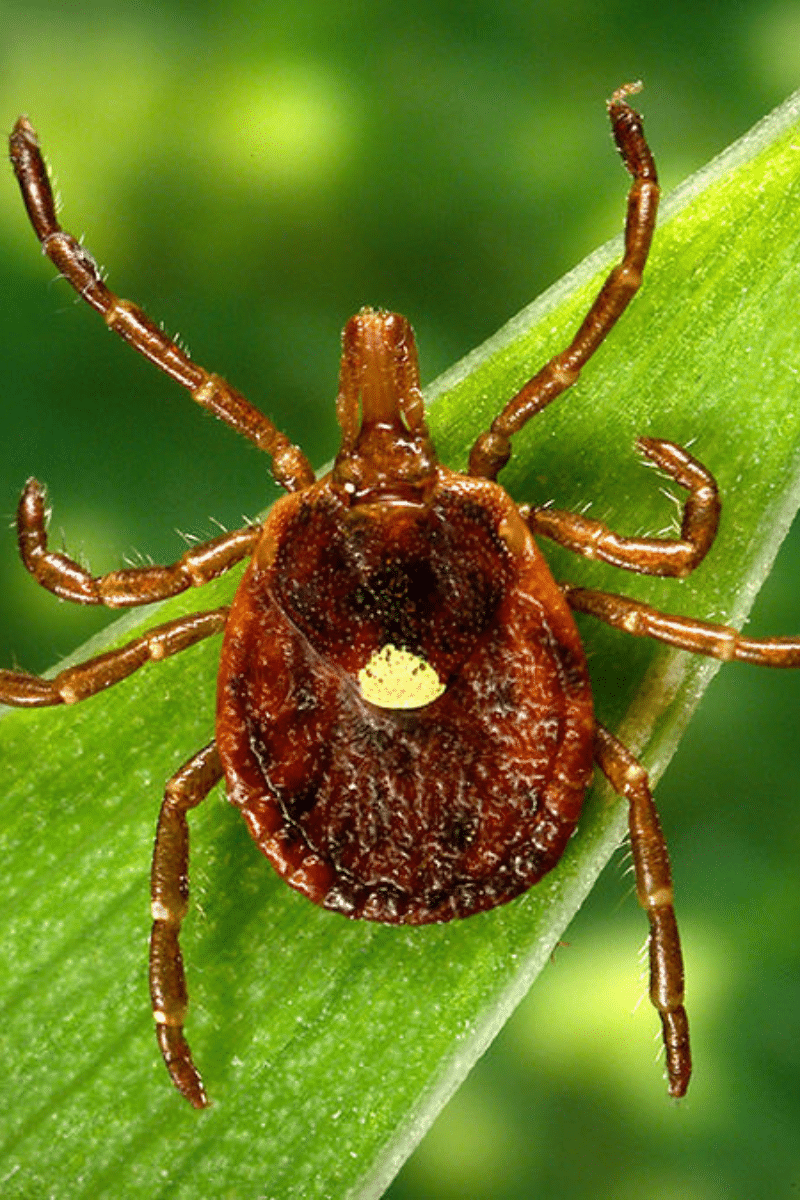 Alpha-Gal Meat Allergy: When a Tick Bite Changes What’s on Your Plate ...
